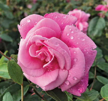 Le Vesuve – Antique Rose Emporium