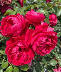 Florentina™ - Arborose® – Antique Rose Emporium