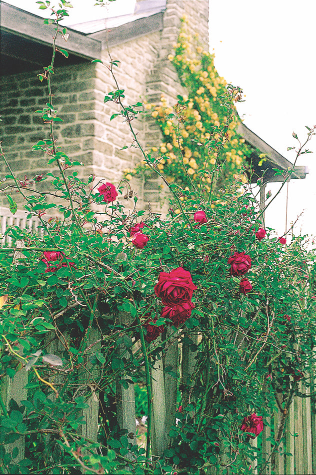 Cramoisi Superieur, Climbing – Antique Rose Emporium