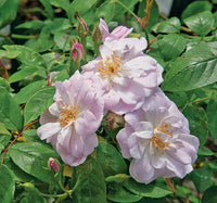 Champney's Pink Cluster – Antique Rose Emporium