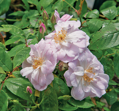 True Antique Roses – Antique Rose Emporium