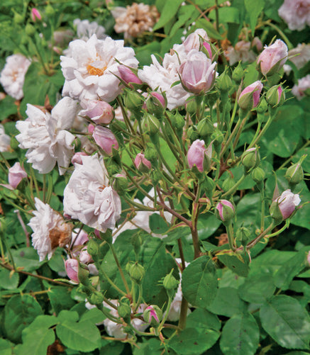 Blush Noisette – Antique Rose Emporium