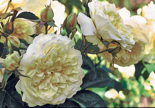 Lamarque – Antique Rose Emporium