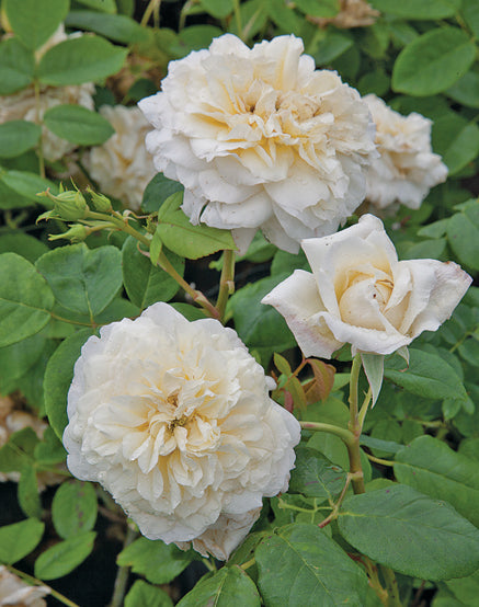 True Antique Roses – Antique Rose Emporium