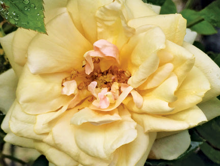Reve d'Or – Antique Rose Emporium