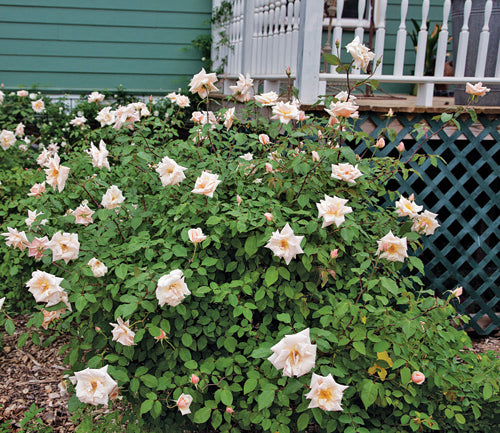 Safrano – Antique Rose Emporium