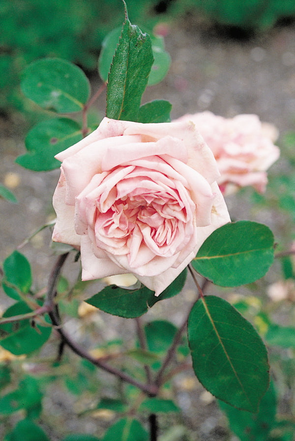 Large Shrubs – Antique Rose Emporium