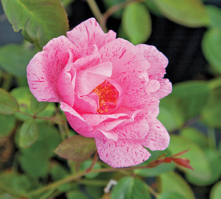Madame Driout – Antique Rose Emporium