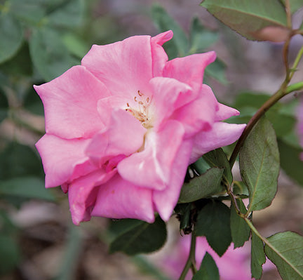Naga Belle™ – Antique Rose Emporium