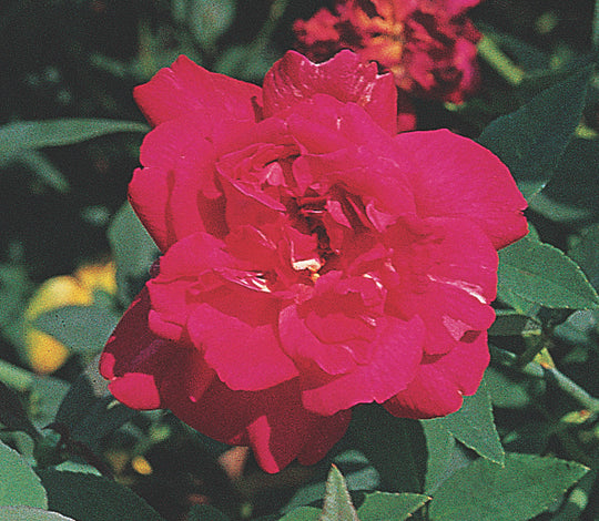 Enchantress – Antique Rose Emporium