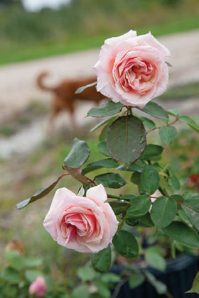 Products – Antique Rose Emporium