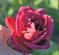 Chrysler Imperial – Antique Rose Emporium