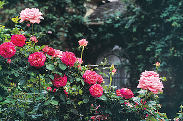 Madame Isaac Pereire – Antique Rose Emporium