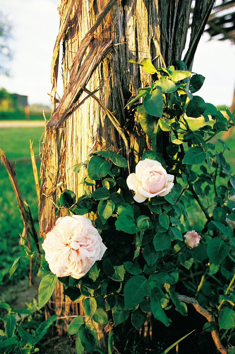 Souvenir de La Malmaison, Cl. – Antique Rose Emporium