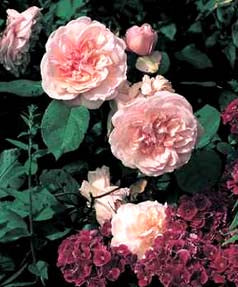 Albertine – Antique Rose Emporium