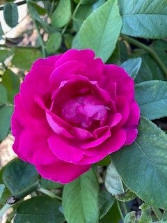 American Beauty – Antique Rose Emporium