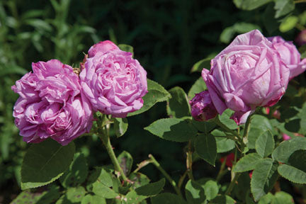 La Reine – Antique Rose Emporium