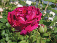 Duke Of Edinburgh – Antique Rose Emporium