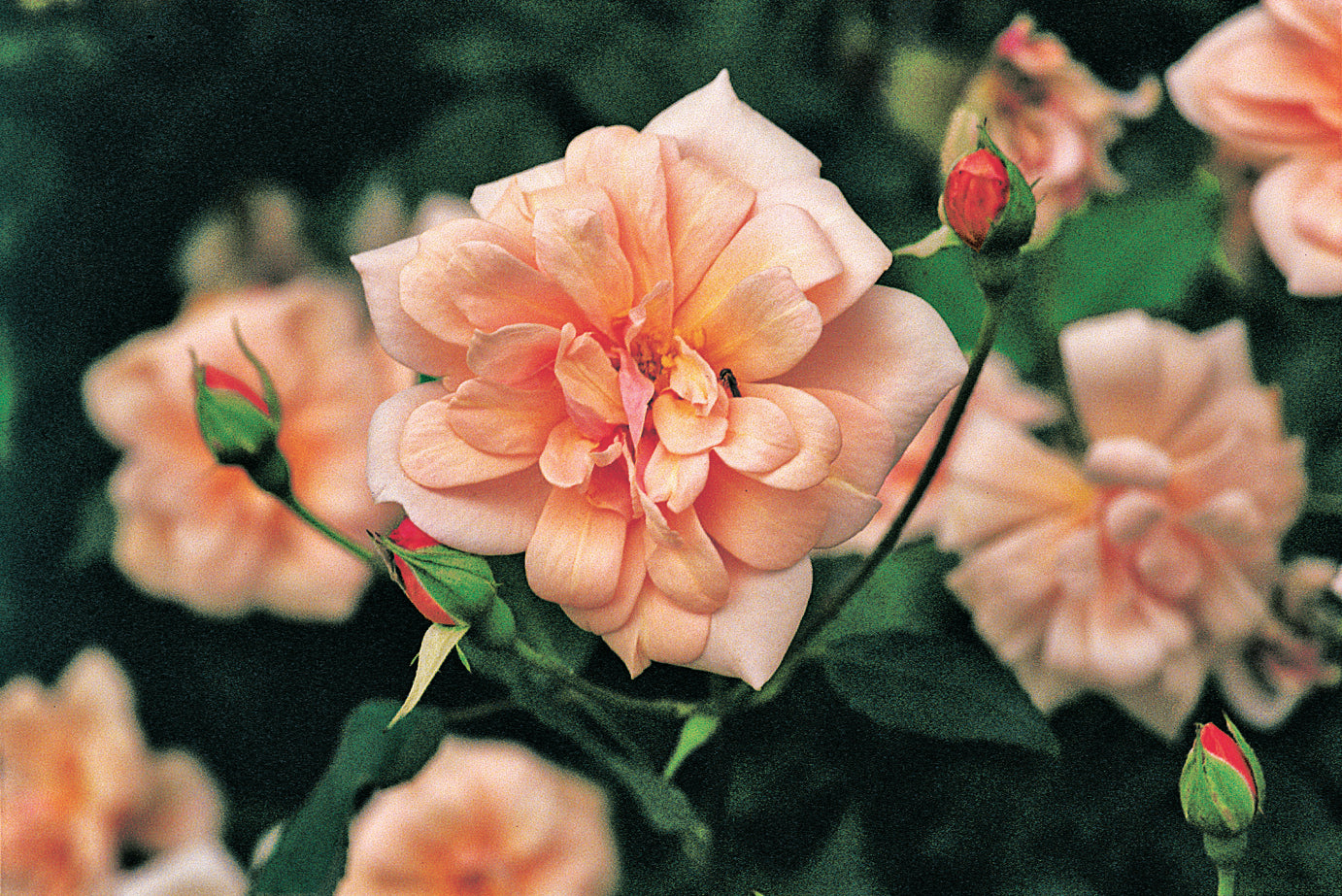 Perle D'or – Antique Rose Emporium