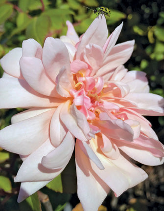Perle D'or – Antique Rose Emporium