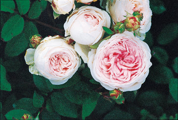 Clotilde Soupert – Antique Rose Emporium