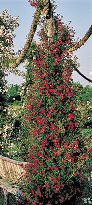 Red Cascade – Antique Rose Emporium