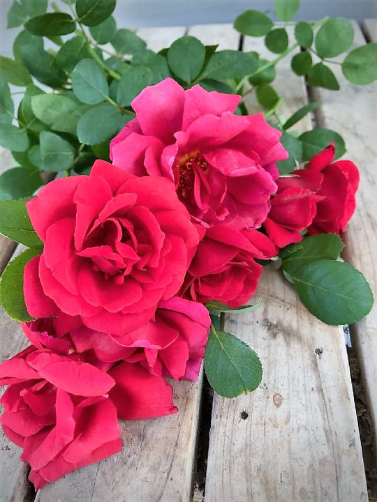 Crawfish Etouffee™ – Antique Rose Emporium