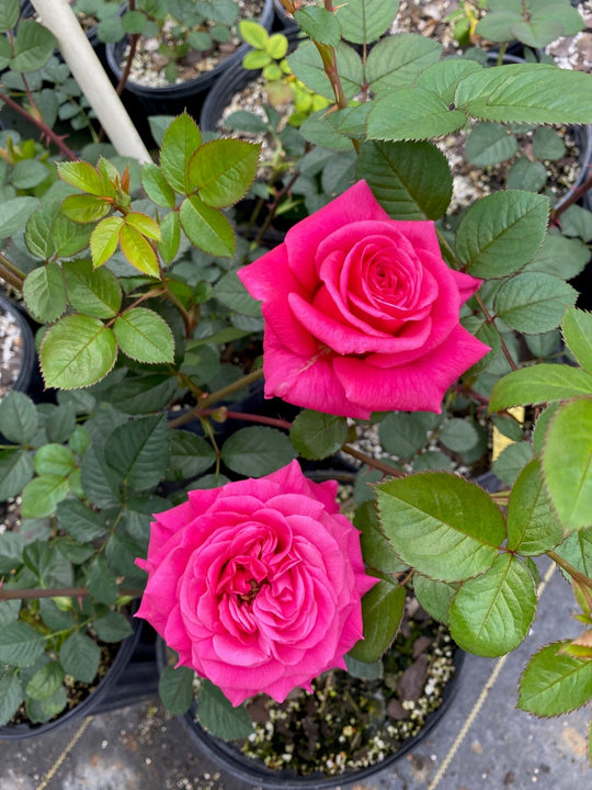 Award Winners – Antique Rose Emporium