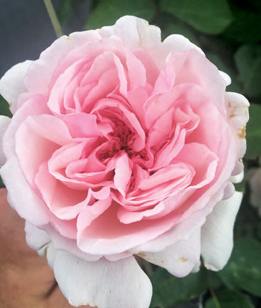 Fragrant Blush ™ – Antique Rose Emporium