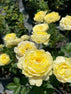 Grandbaby — Antique Rose Emporium
