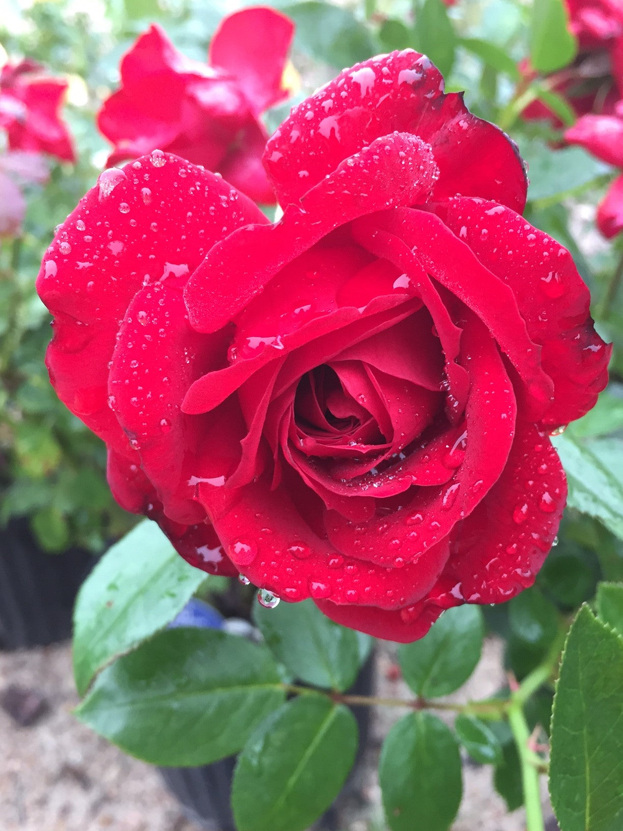 Desmond Tutu™ - Sunbelt® – Antique Rose Emporium